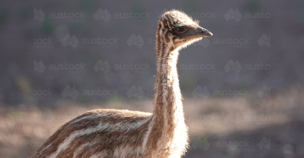 Image of Australian Emu - Austockphoto