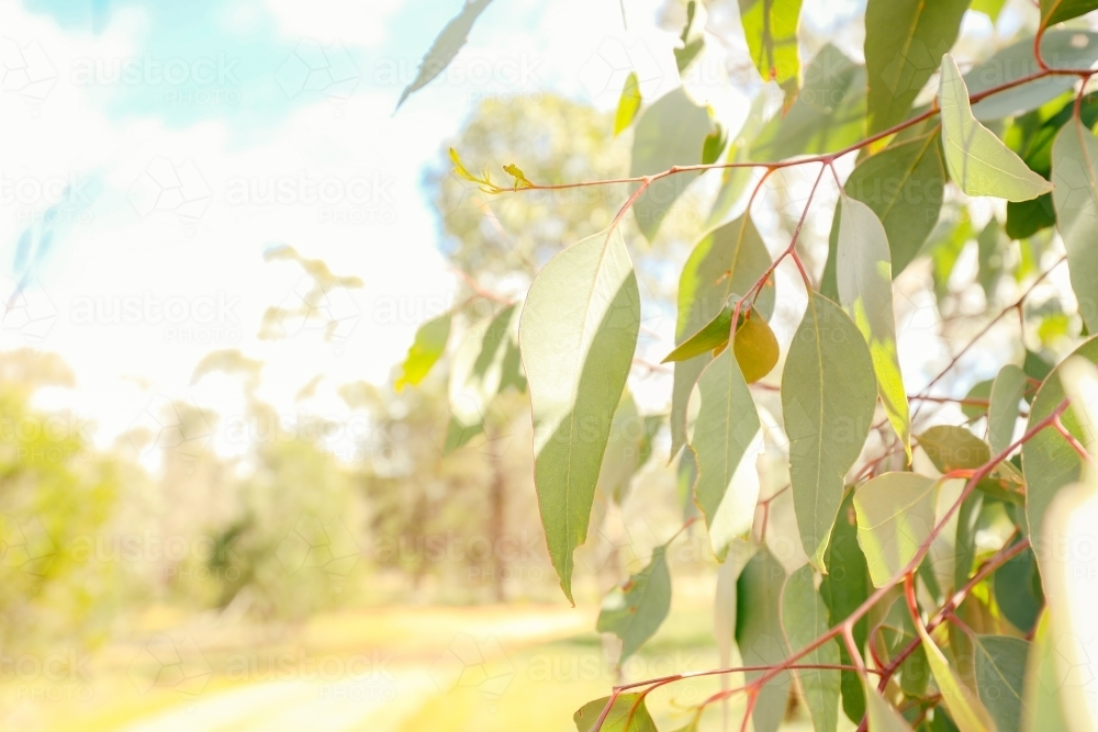 Image of Australian eucalyptus gum tree leaves in golden afternoon ...