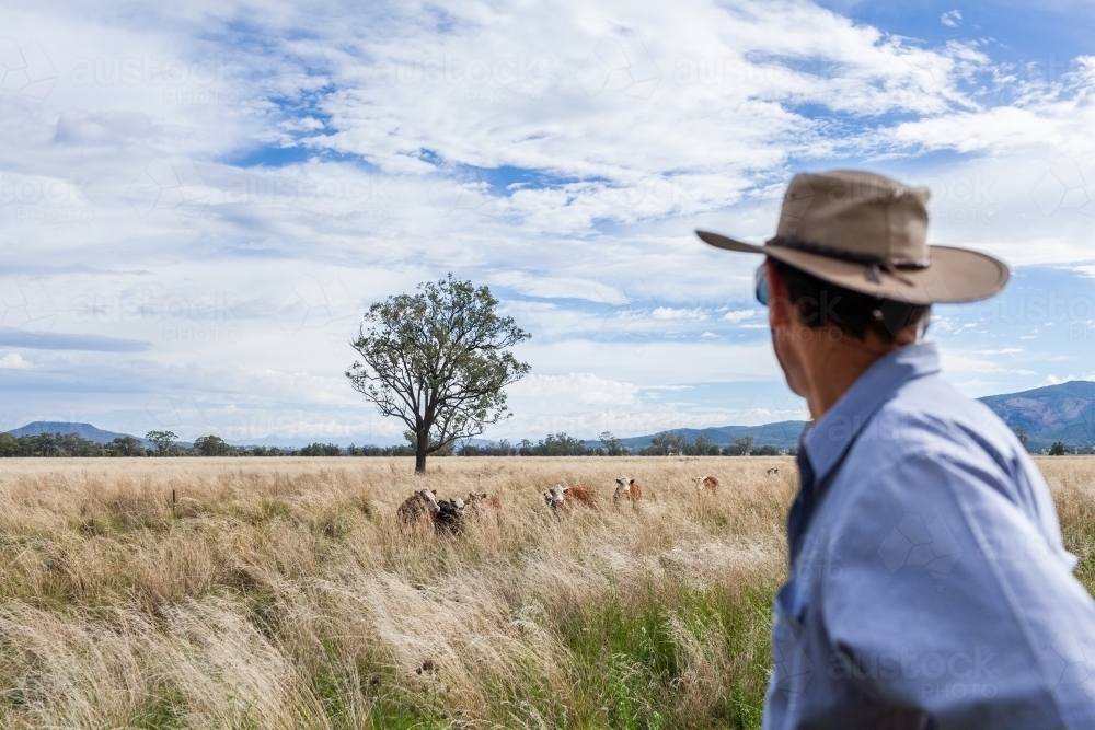 Image of Australian farmer watching cows come through tall paddock ...