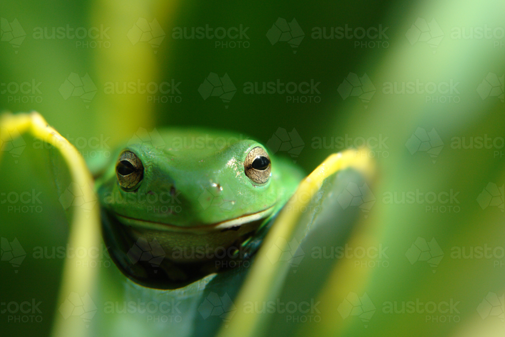 Image of australian green treefrog in succulent - Austockphoto