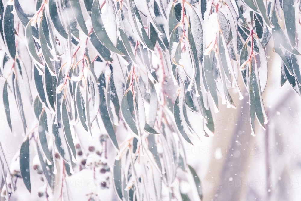 Image of Australian gum leaves and falling snow. - Austockphoto