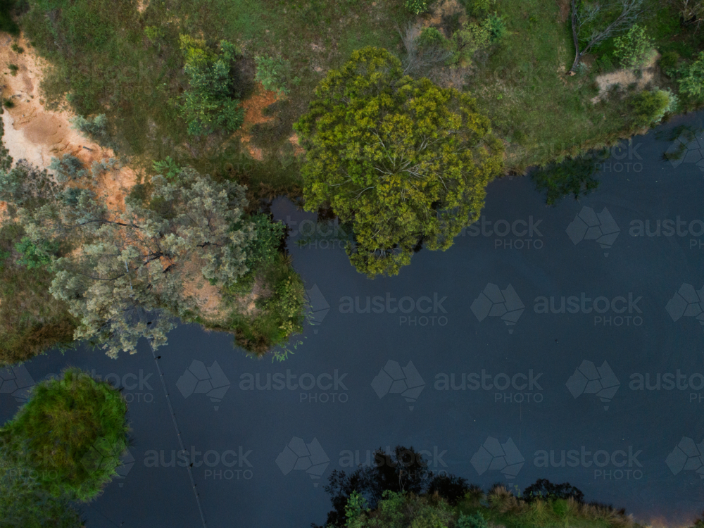 Image of Australian gum trees growing beside farm dam in rural paddock ...