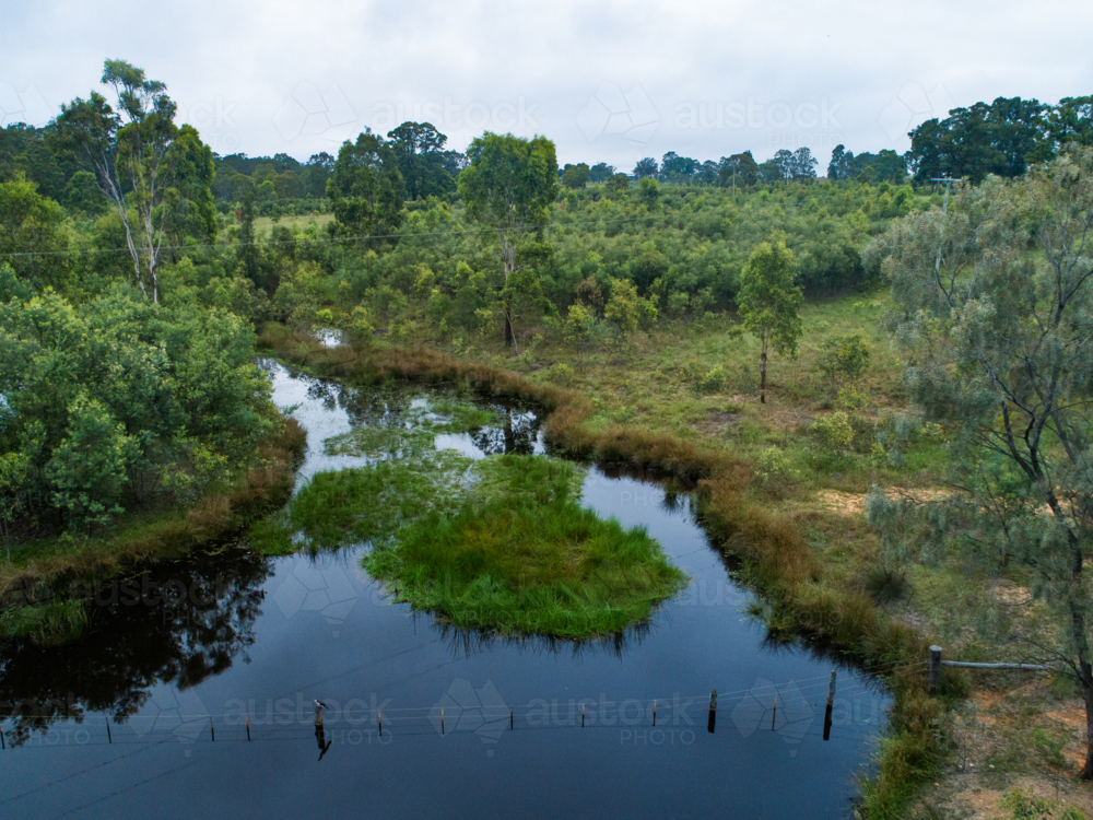 Image of Australian gum trees growing beside farm dam in rural paddock ...