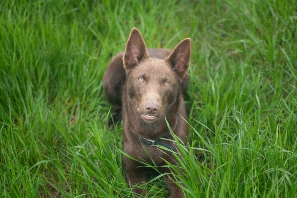 Image of Australian kelpie young dog looking at camera surrounded by green grass. - Austockphoto