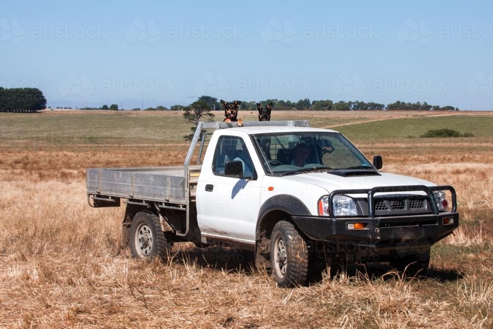Image of Australian Kelpies on the back of a farm ute - Austockphoto