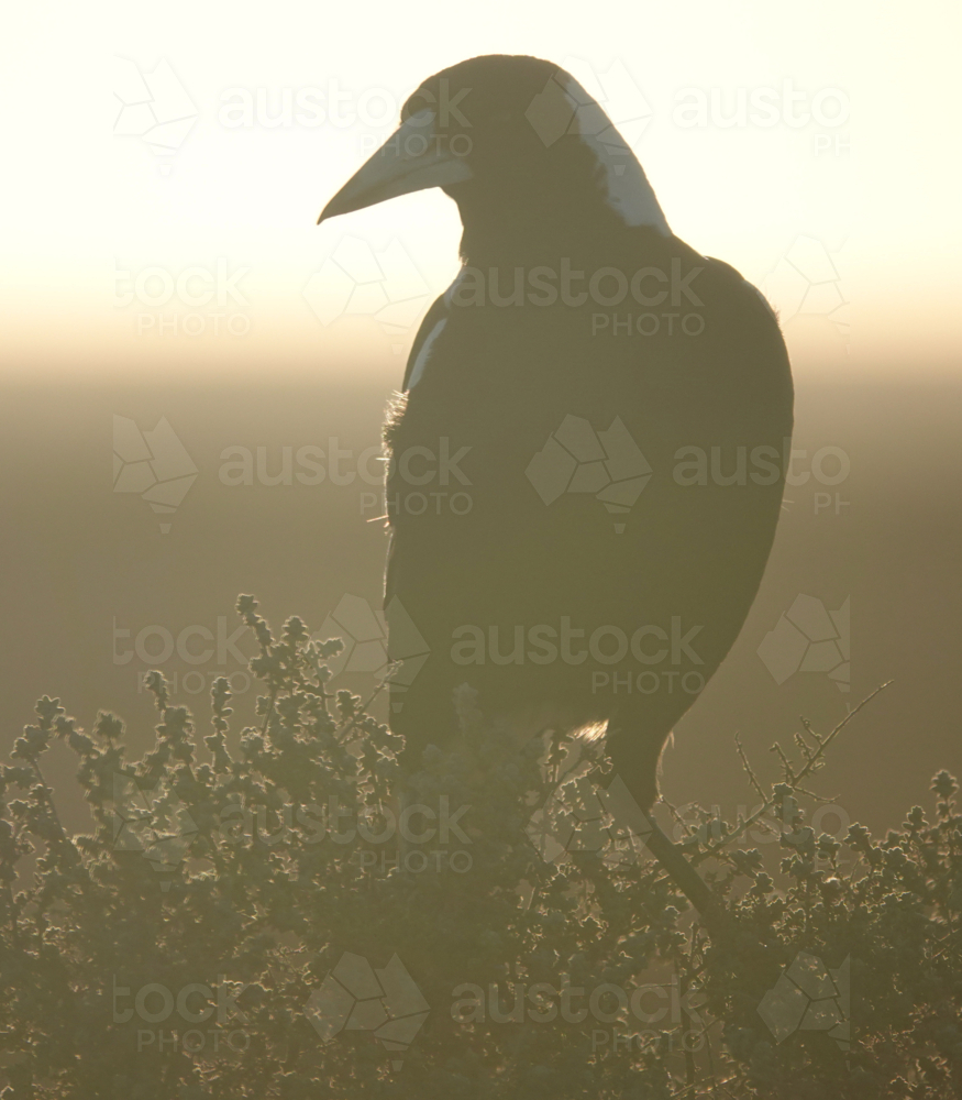 Image of Australian Magpie - Austockphoto