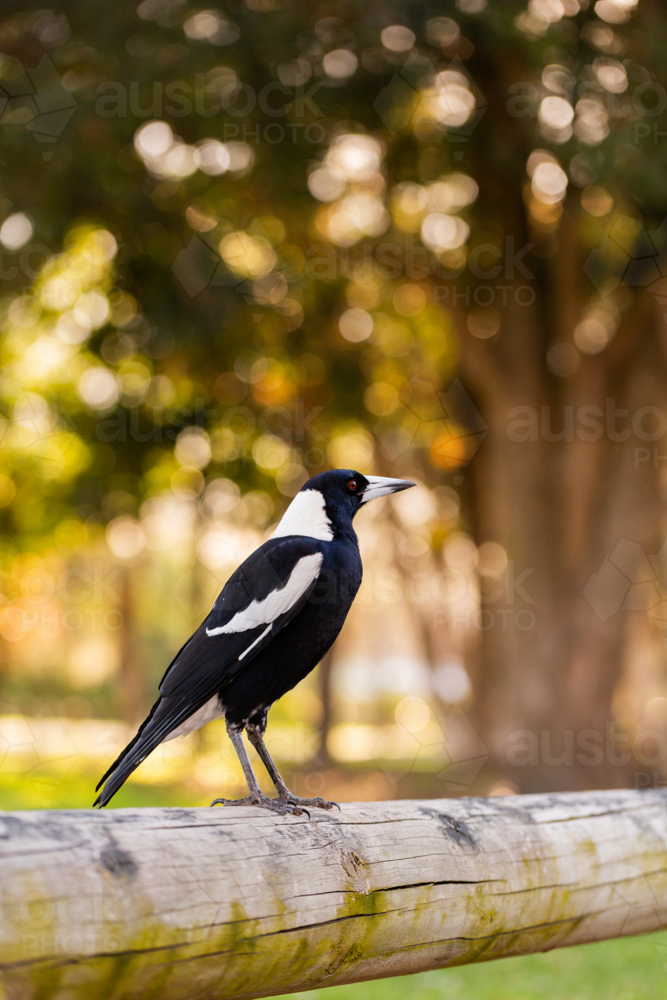 Image of Australian magpie bird perched on wooden park railing with ...