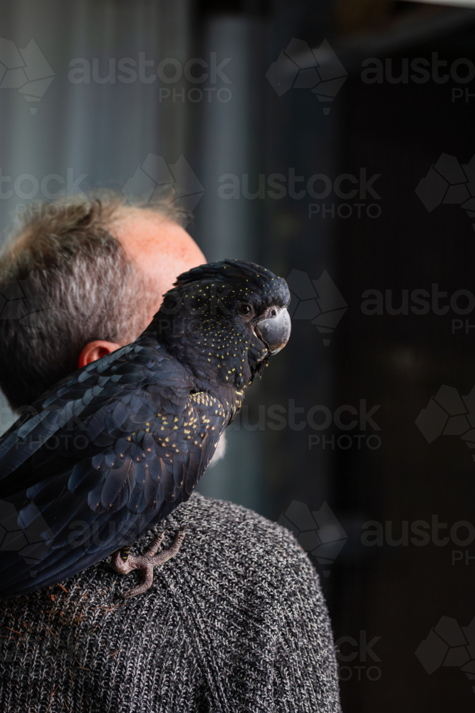 Image of Australian man with pet bird Aussie native red tailed black ...