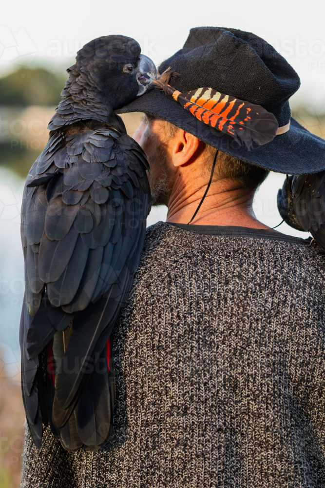 Image of Australian man with pet black cockatoos in sunset light beside ...