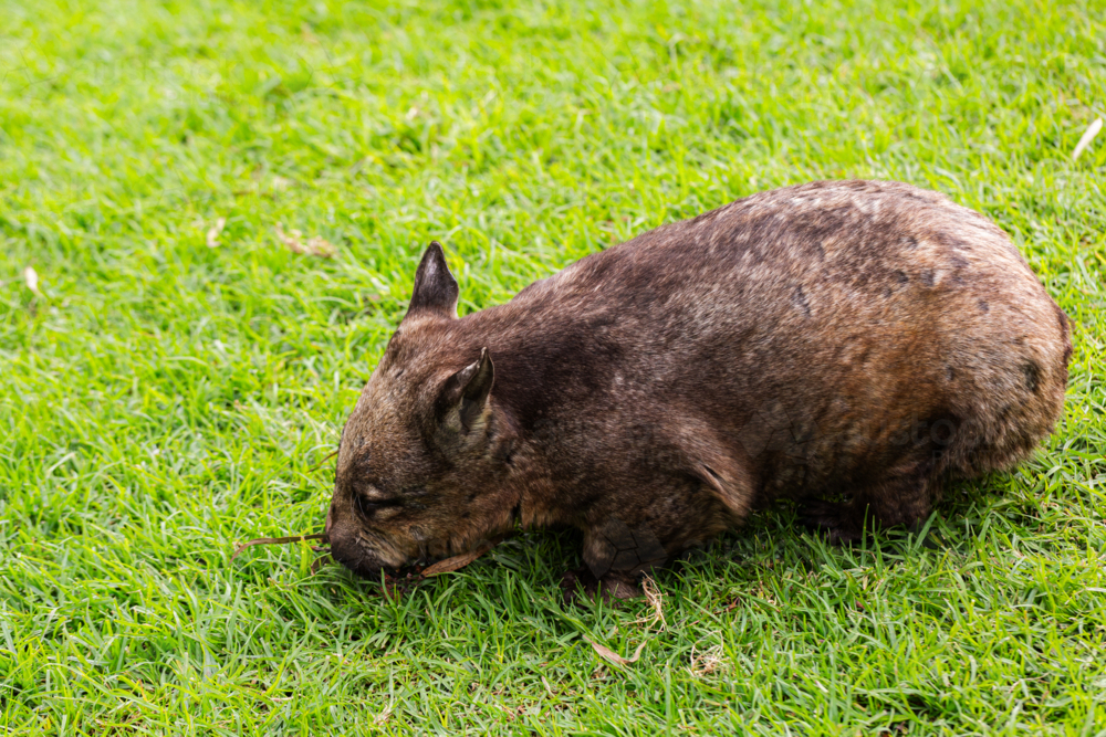 Image of Australian native animal wombat on grass - Austockphoto