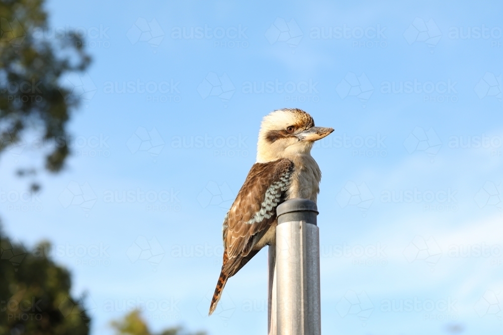 Image of Australian native kookaburra sitting on sign with blue sky ...