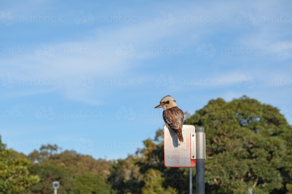 Image of Australian native kookaburra sitting on sign with blue sky ...