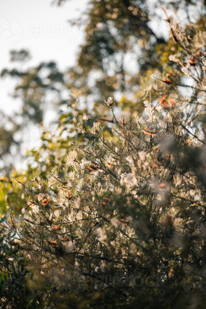 Image of Australian native red bottle brush bush glistening in ...