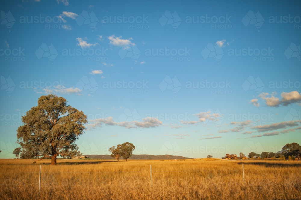 Image of Australian paddock illuminated by golden afternoon sunshine ...