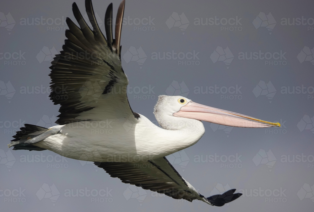 Image of Australian Pelican in flight - Austockphoto