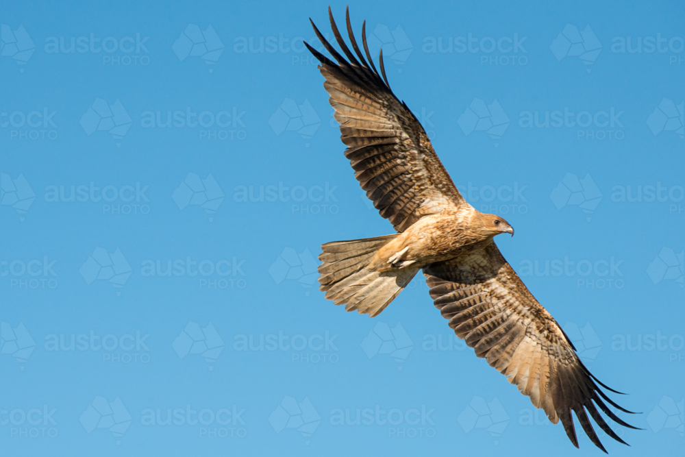Image of Australian raptor soaring against a clear blue sky - Austockphoto
