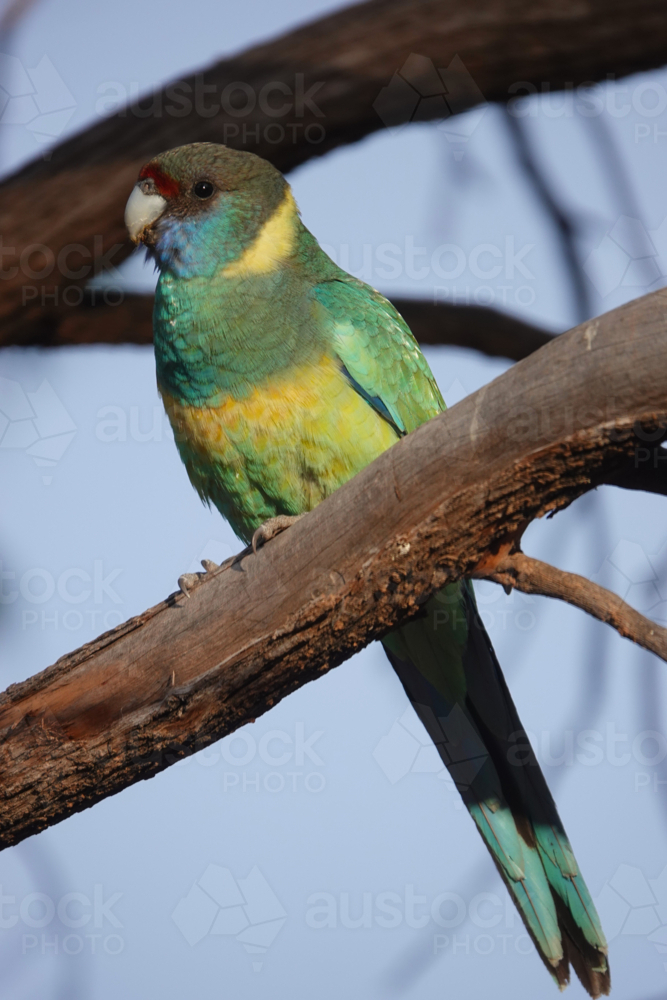 Image of Australian Ringneck Parrot - Austockphoto