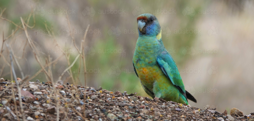 Image of Australian Ringneck Parrot - Austockphoto