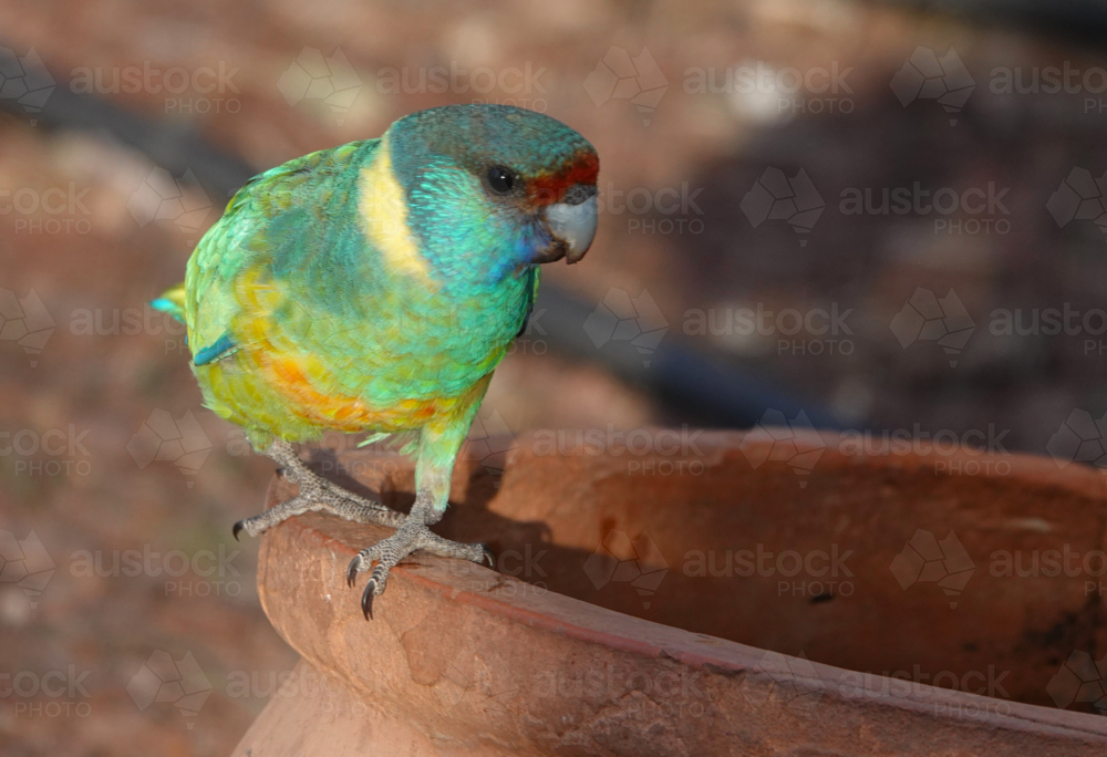 Image of Australian Ringneck Parrot - Austockphoto