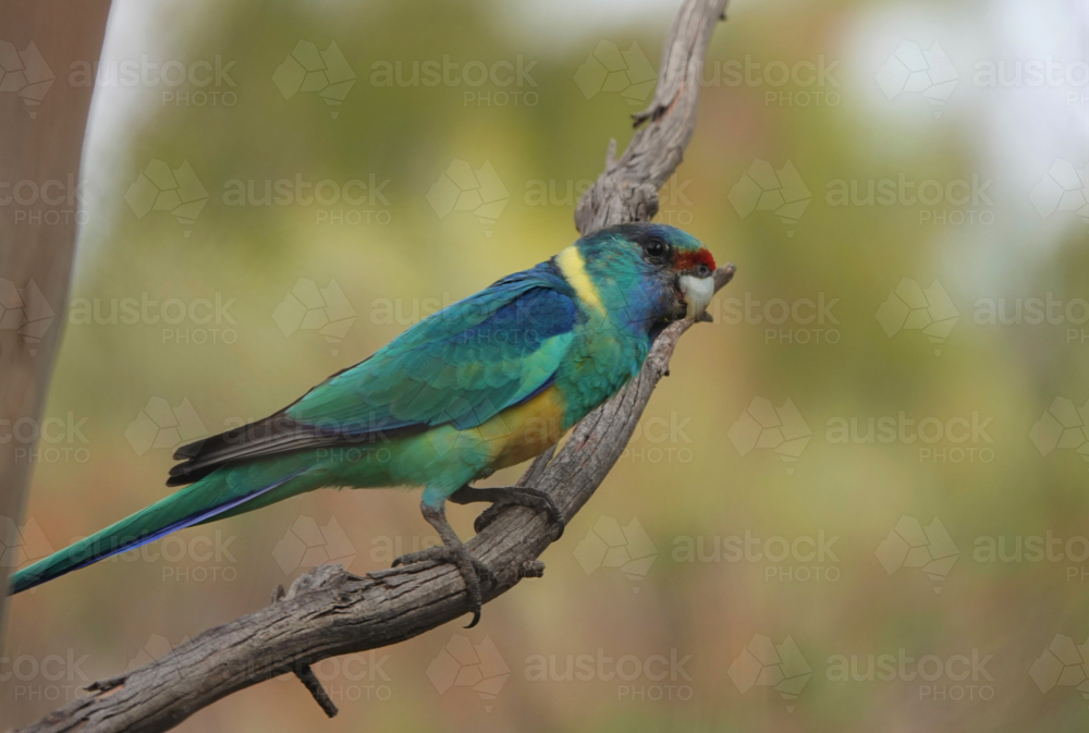 Image of Australian Ringneck Parrot - Austockphoto