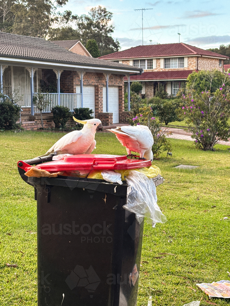 Image of Australian Sulphur-crested Cockatoos scavenging on garbage ...
