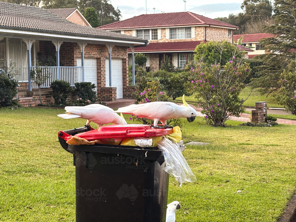 Image of Australian Sulphur-crested Cockatoos scavenging on garbage ...
