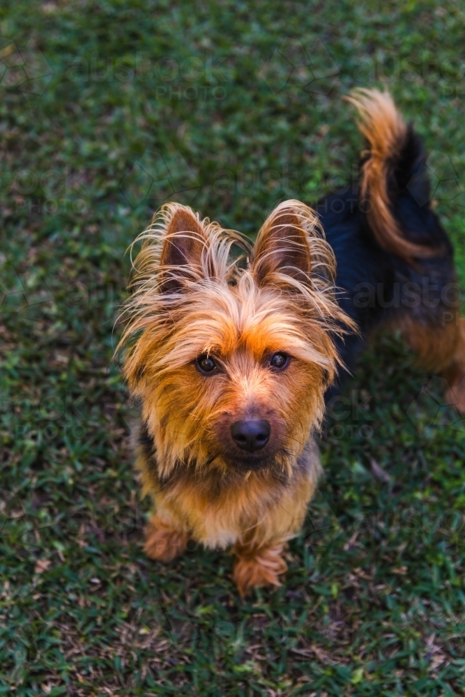 Image of Australian Terrier - Austockphoto