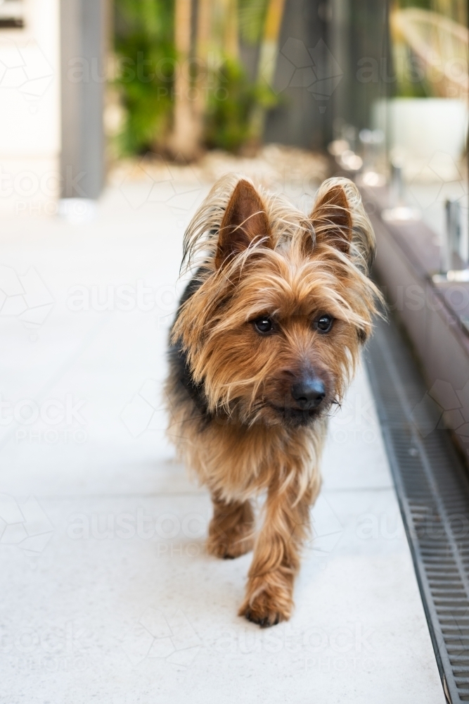 Image of australian terrier dog - Austockphoto