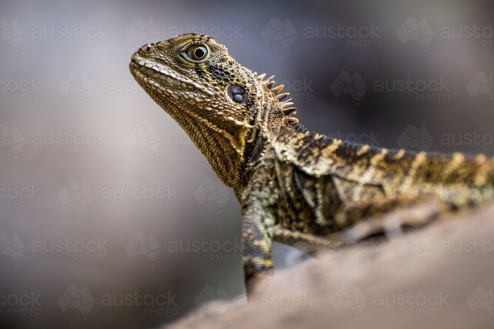 Image of Australian Water Dragon sitting on a rock in the wild ...
