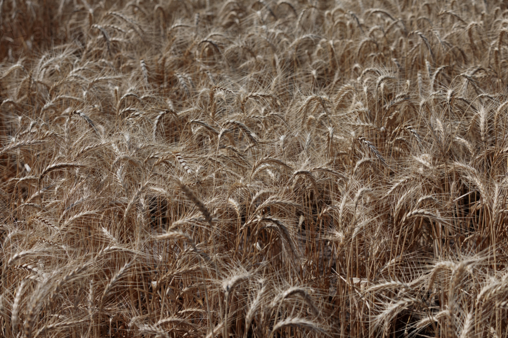 Image of Australian Wheat Close Up - Austockphoto