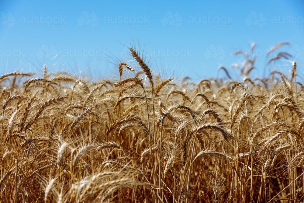 Image of Australian Wheat Close Up - Austockphoto