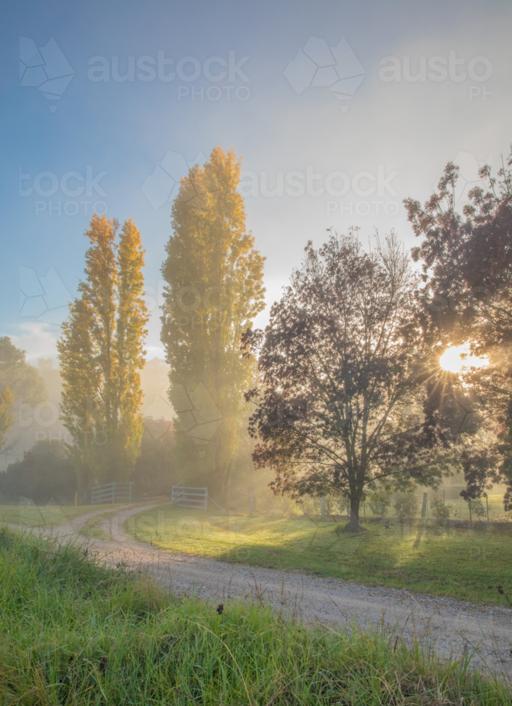 Image of Autumn colours on trees beside country road - Austockphoto