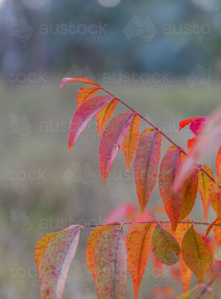 Image of Autumn leaves - Austockphoto