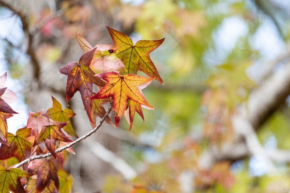 Image of autumn leaves on small branch - Austockphoto
