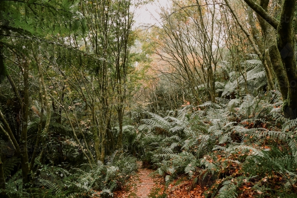 Image of Autumn rainforest path at sunset - Austockphoto