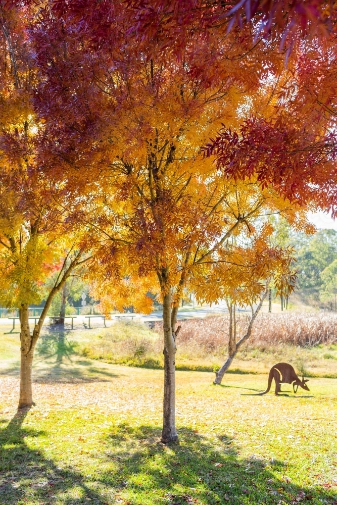 Image of Autumn trees of Nowlan Park in Singleton with Kangaroo statue ...