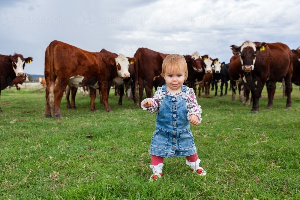 Image of Baby farm kid girl toddler walking away from curious cattle in ...