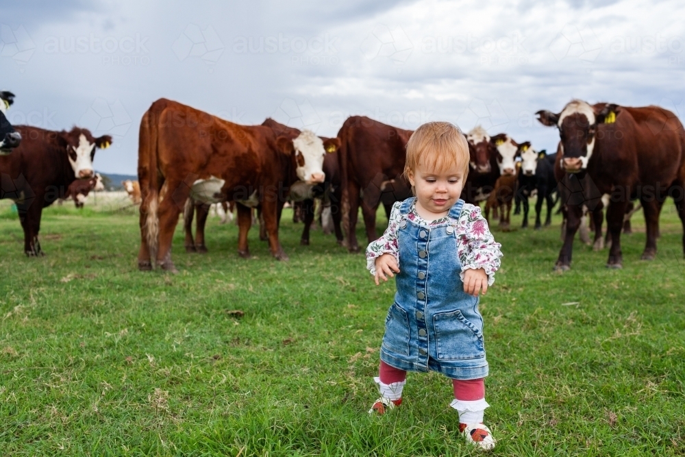 Image of Baby farm kid girl toddler walking away from curious cattle in ...
