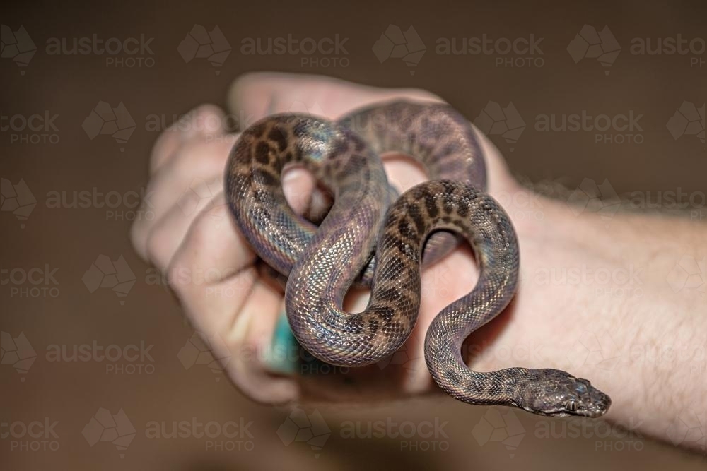 Image of Baby python in hand - Austockphoto