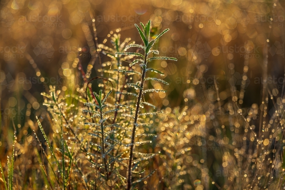 Image of Backlighting on water droplets dripping off coastal vegetation ...