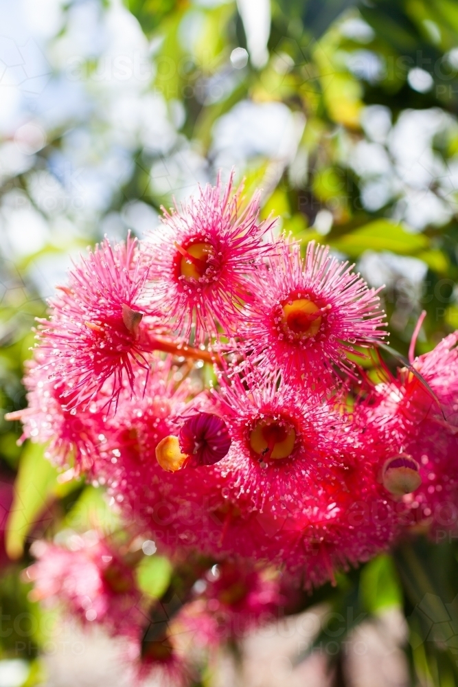 Image of Backlit bright pink native eucalyptus plant flowers - Austockphoto