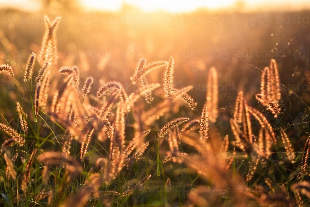 Image of backlit fluffy grass seed heads growing in australian paddock ...