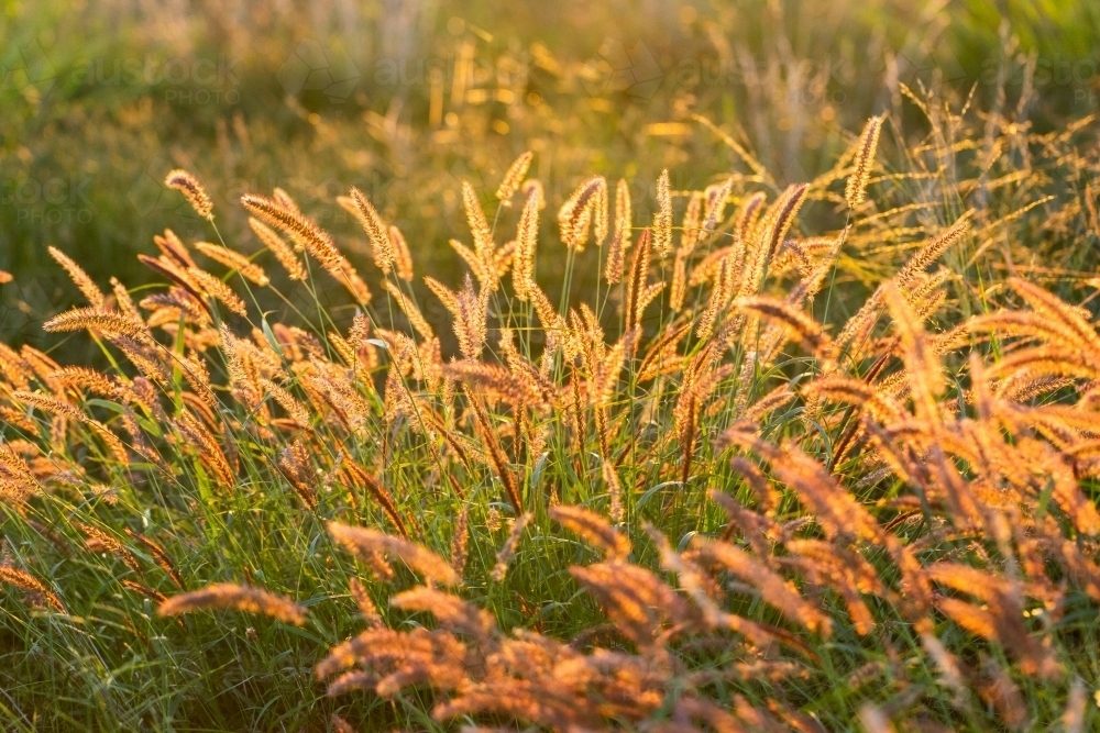 Image of backlit fluffy grass seed heads growing in australian paddock ...