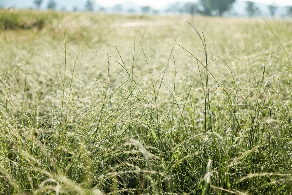 Image of Backlit grassy seed heads in farm paddock growing after rain ...