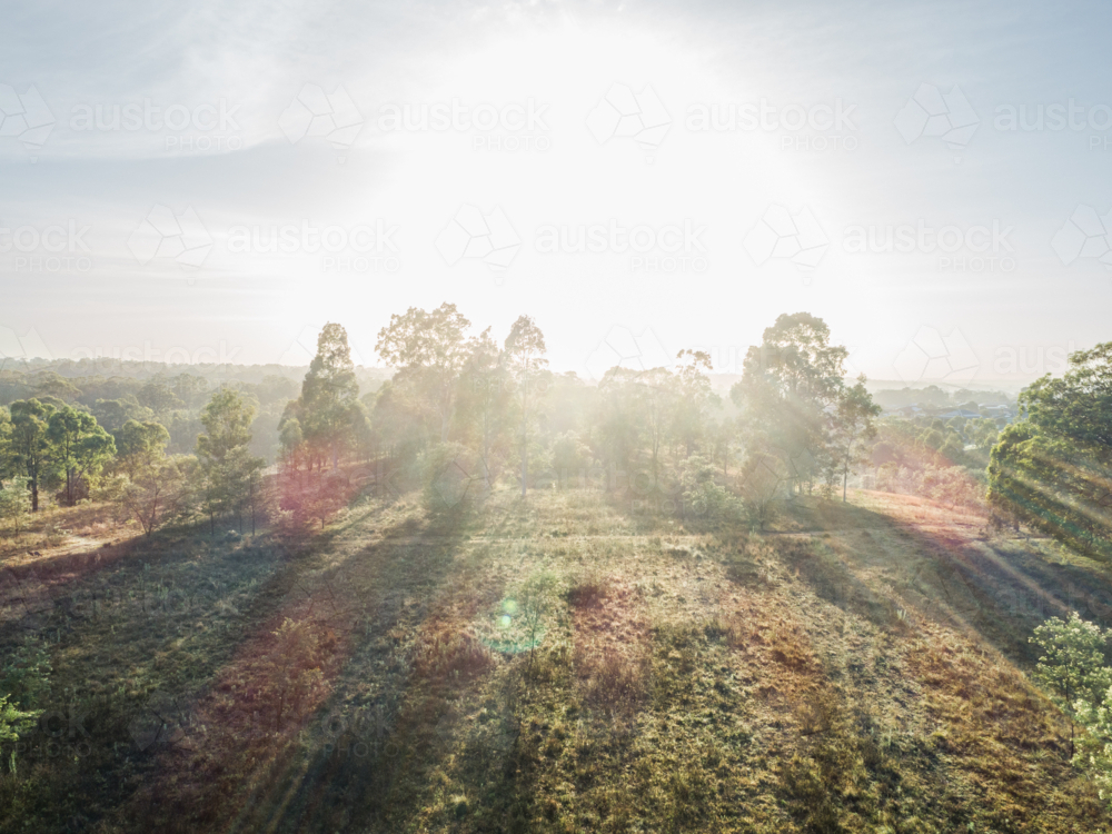 Image of Backlit gum trees in country paddock in Australia with sun ...