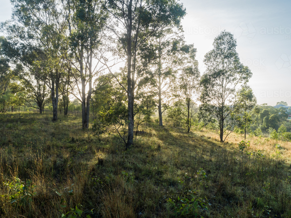 Image of Backlit gum trees in country paddock in Australian early ...