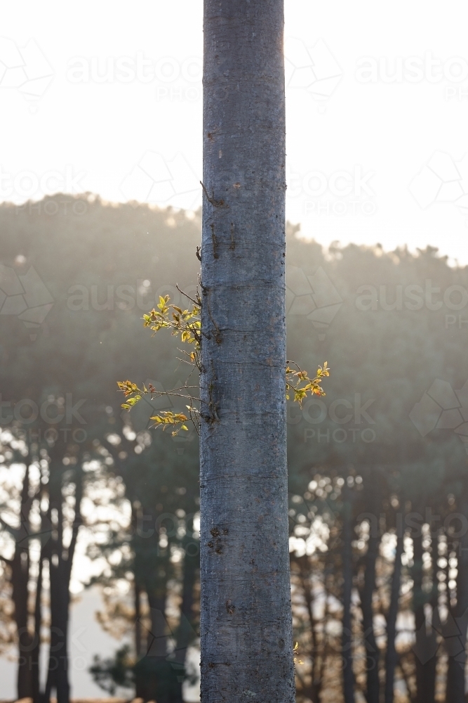 Image of Backlit pine tree trunk - Austockphoto