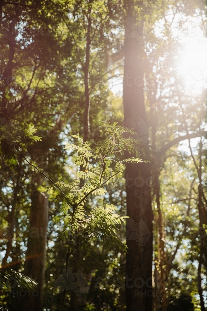 Image of backlit plant in forest of trees - Austockphoto