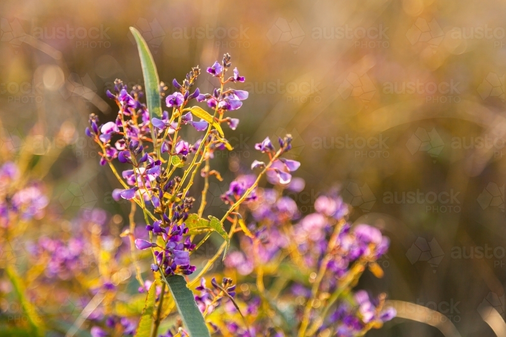 Image of Backlit purple happy wanderer flowers - Austockphoto