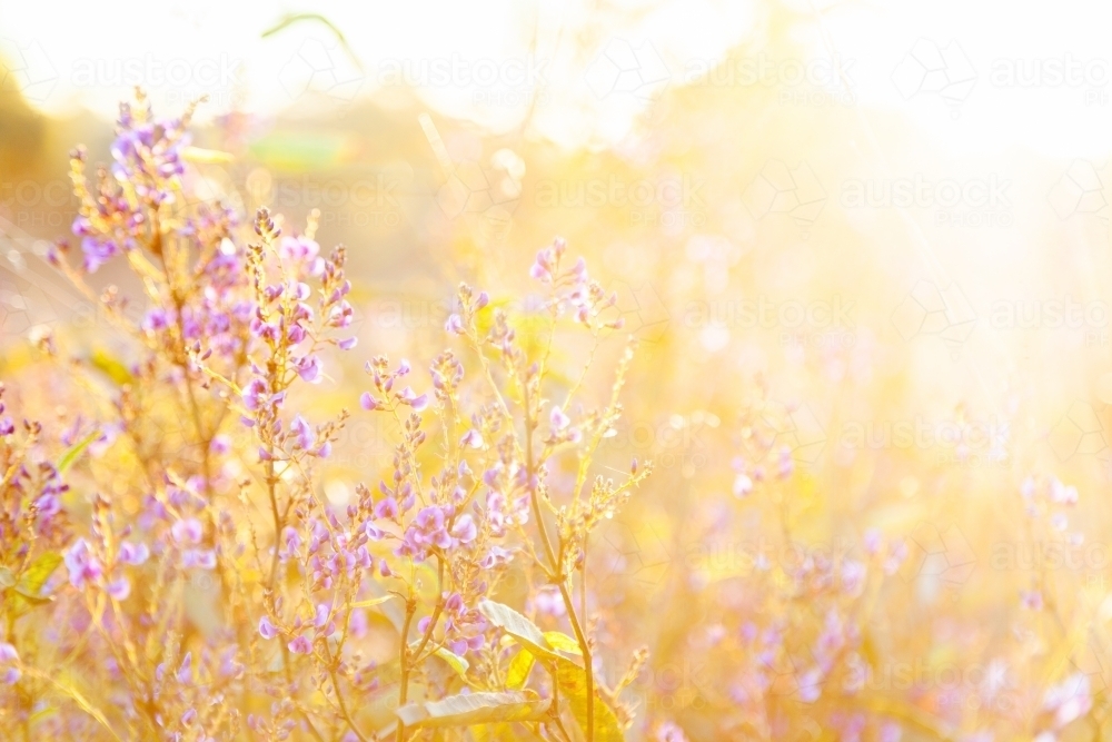 Image of Backlit purple happy wanderer flowers - Austockphoto